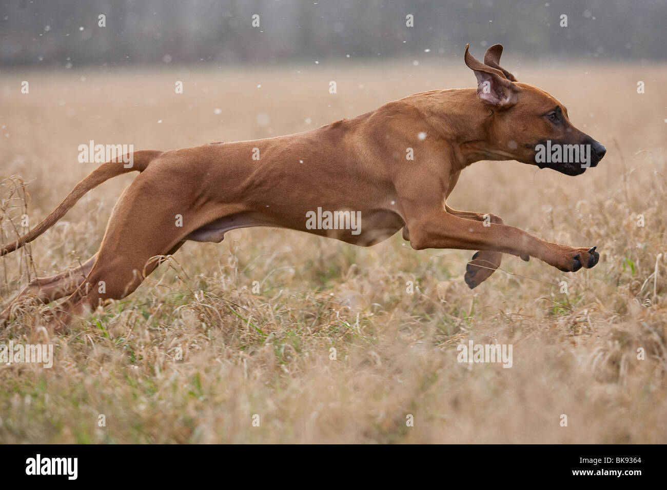 running Rhodesian Ridgeback Stock Photo - Alamy