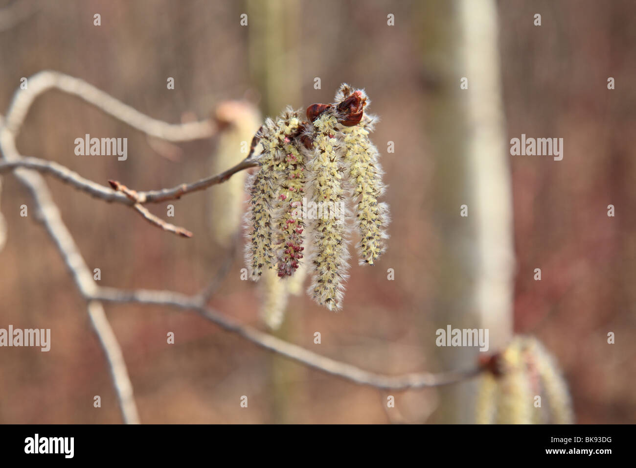 Aspen catkins prepare to release their pollen to the spring winds Stock ...