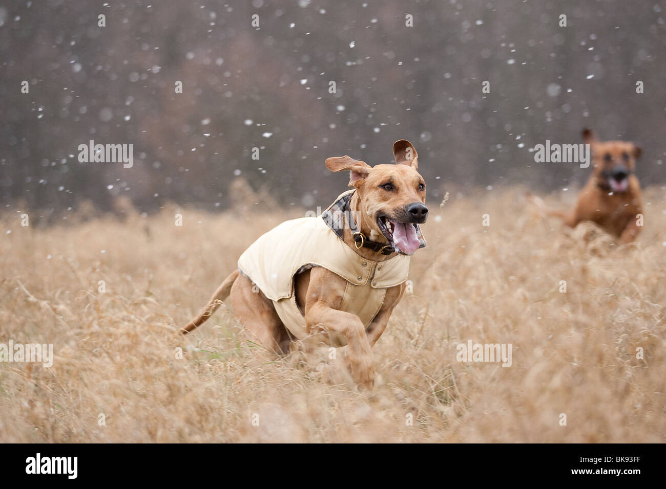 running Rhodesian Ridgeback Stock Photo - Alamy