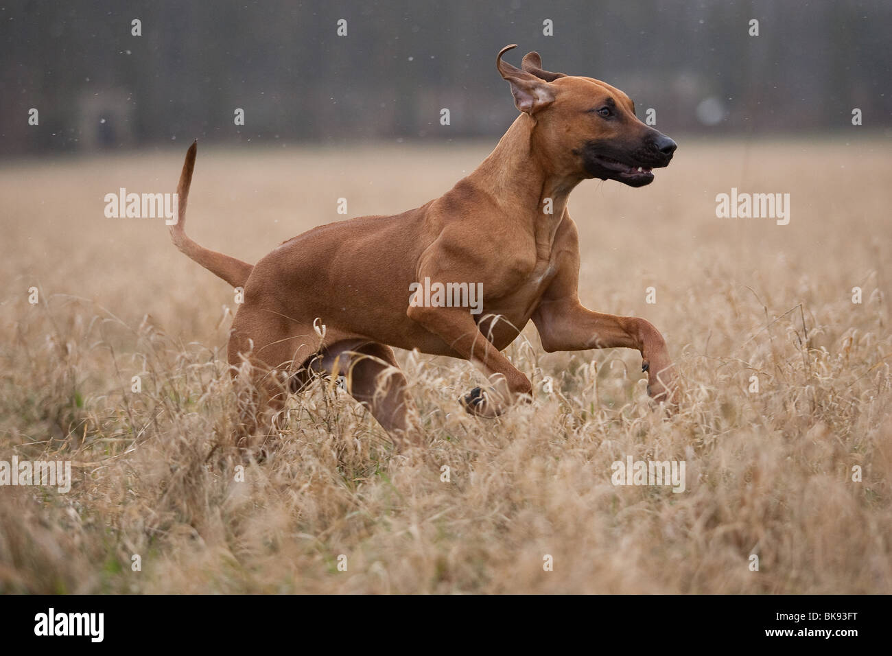 running Rhodesian Ridgeback Stock Photo - Alamy