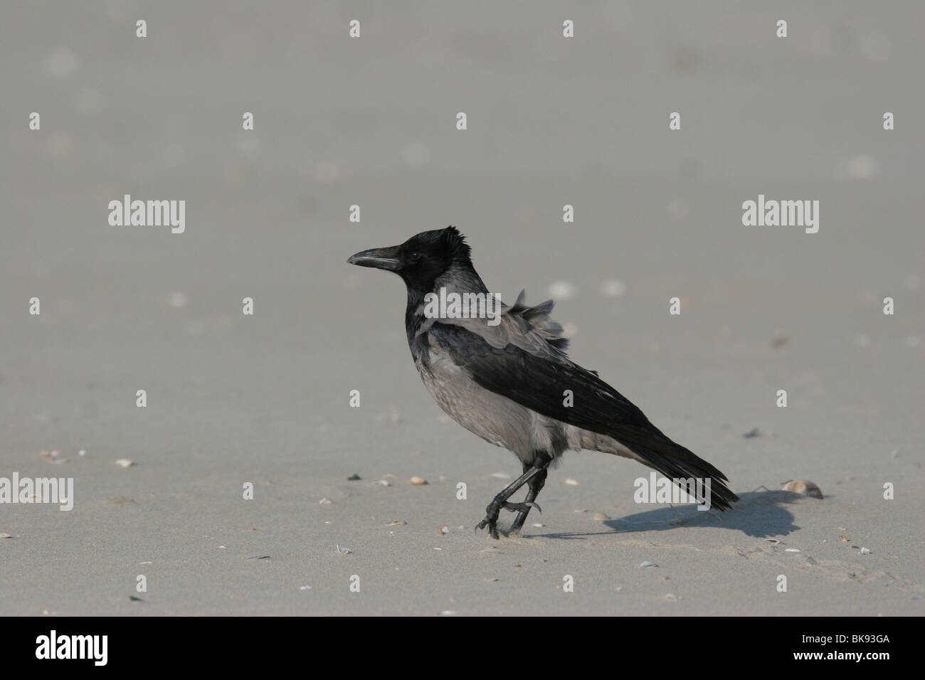 Hooded Crow on the beach Stock Photo - Alamy