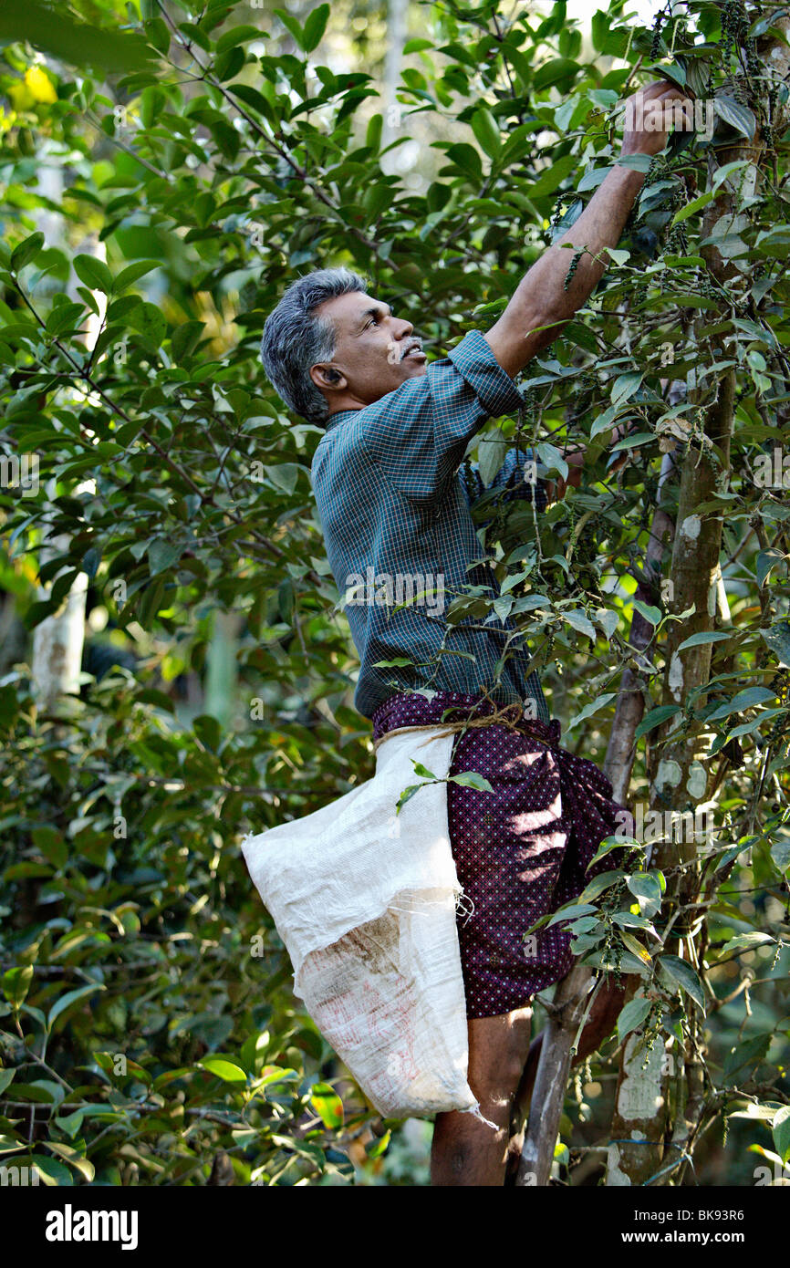 Man collecting fresh pepper in a spice garden in Kumily, Kerala, India ...