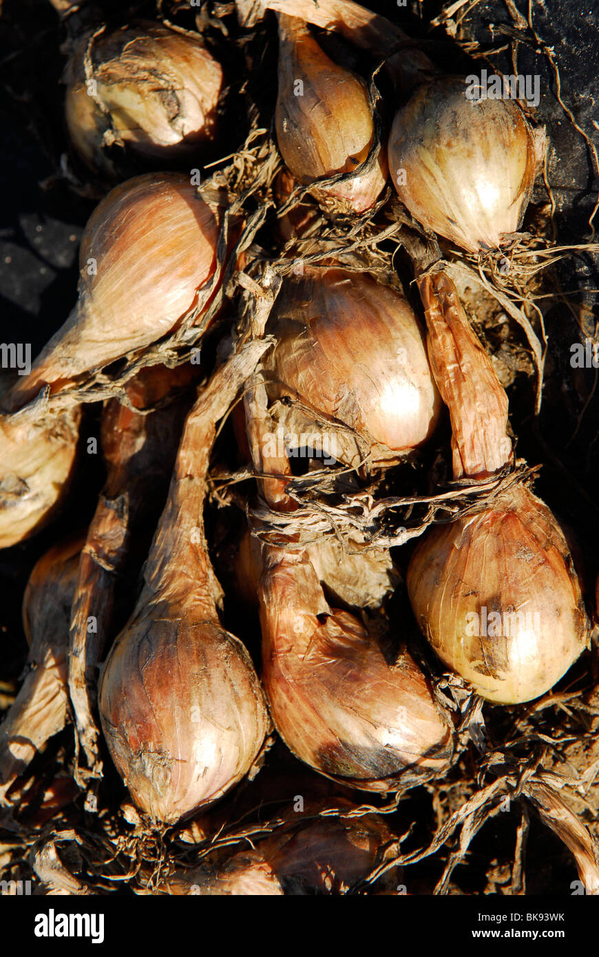 Onions picture hi-res stock photography and images - Alamy