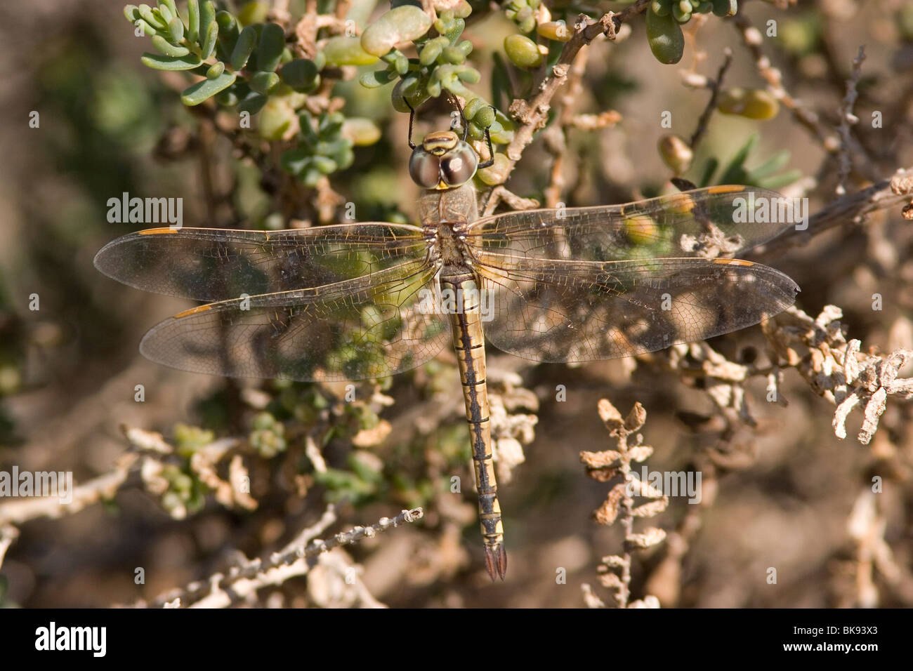 Female Vagrant Emperor Dragonfly (Hemianax ephippiger) seen from above ...