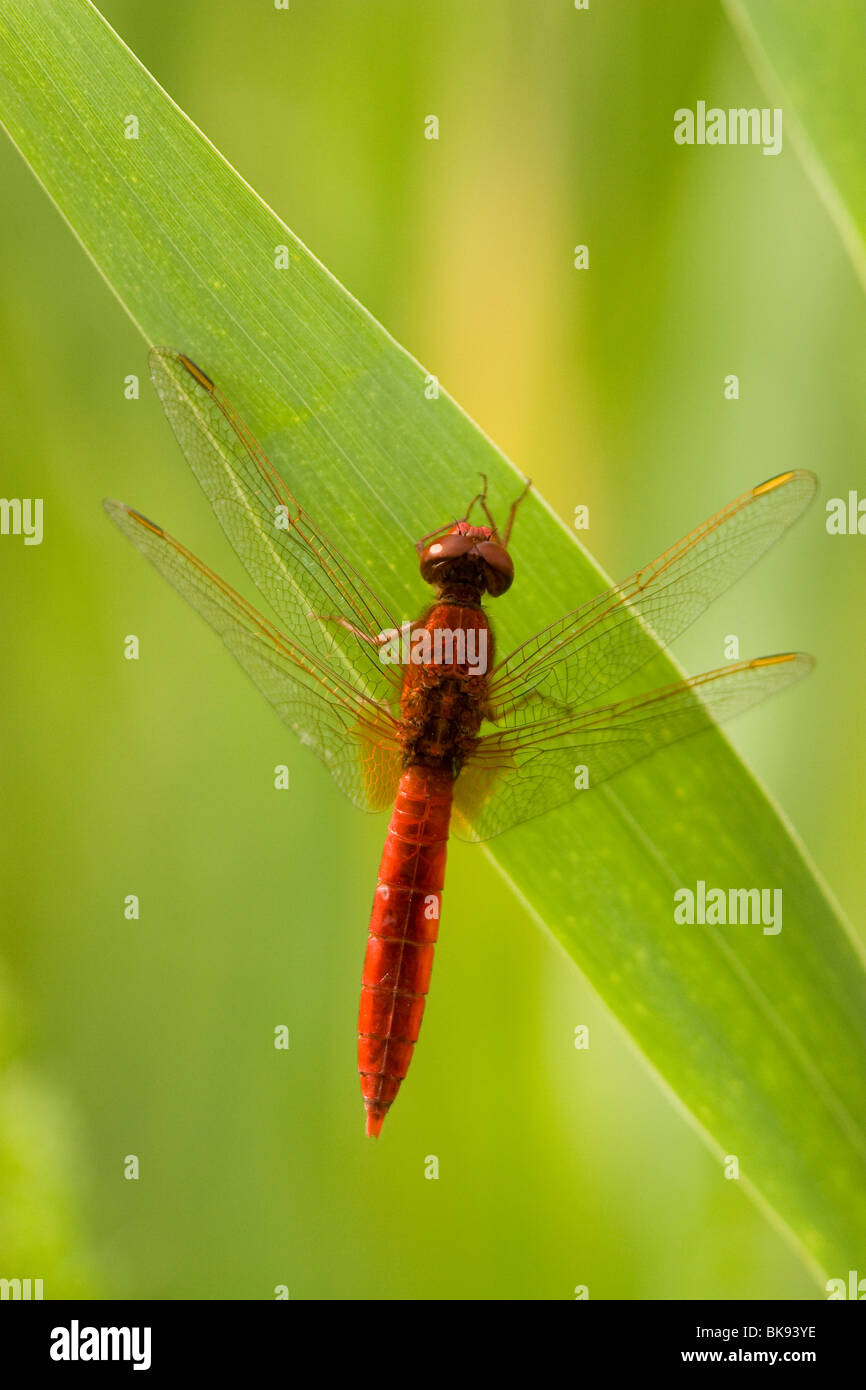 Bright red male Scarlet Dragonfly (Crocothemis erythraea) resting on ...