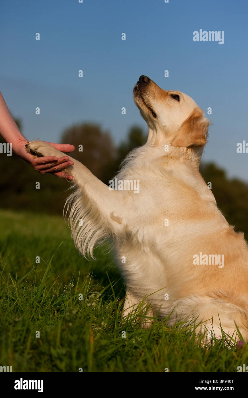 Golden Retriever gives paw Stock Photo - Alamy