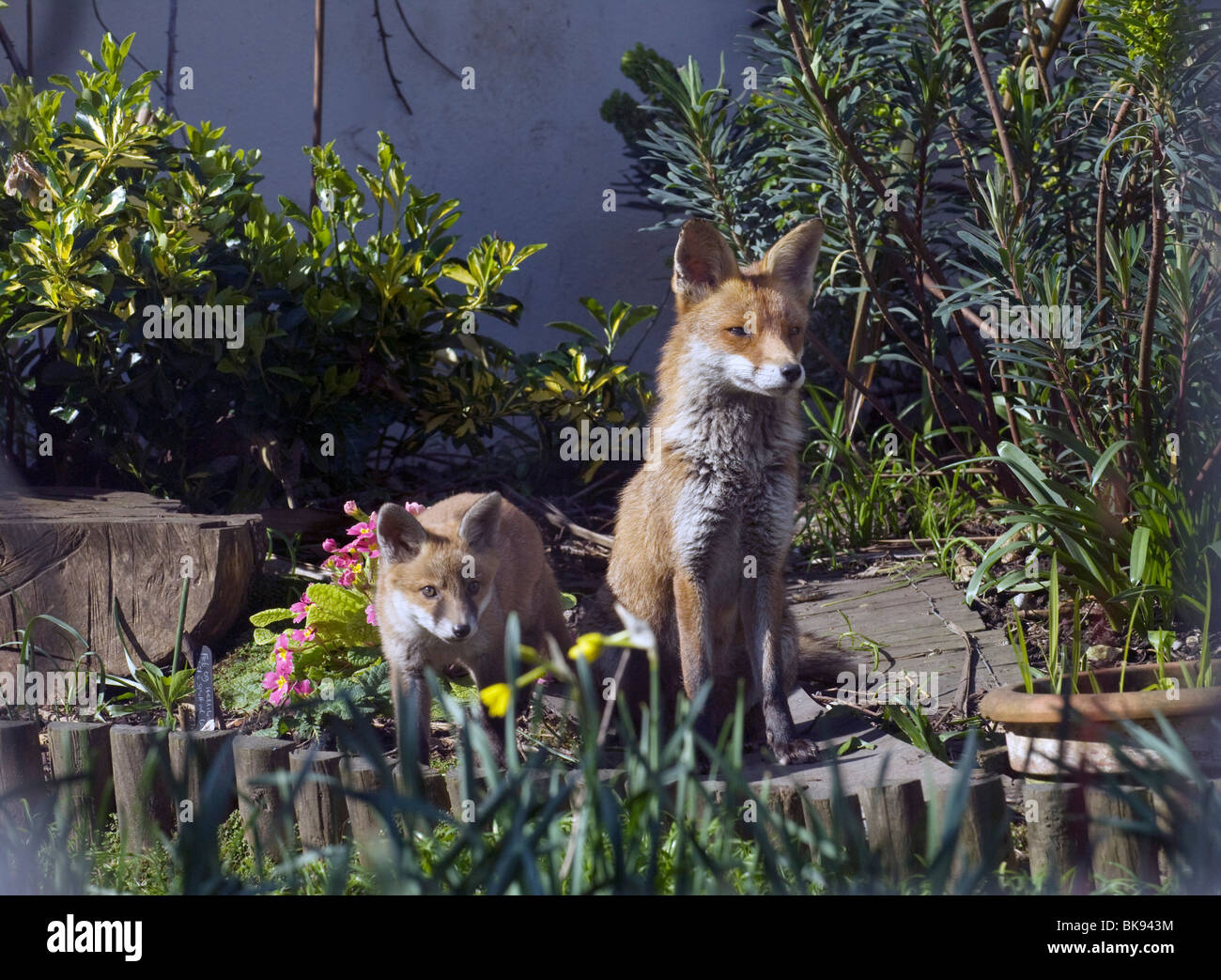 A vixen and her fox cub in the spring sunshine in a Sussex garden Stock ...