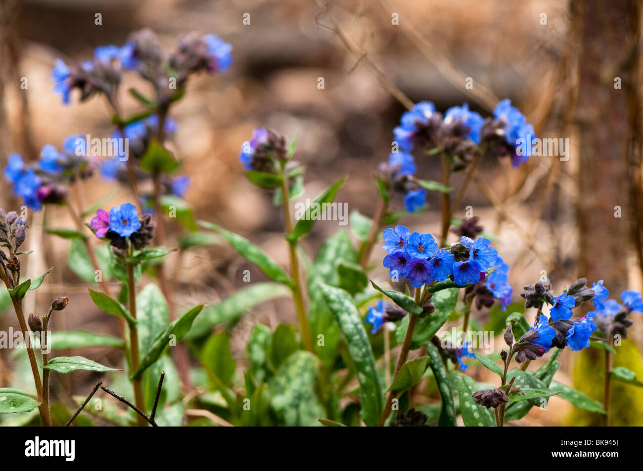 Common Lungwort, Pulmonaria officinalis, at The Eden Project in ...
