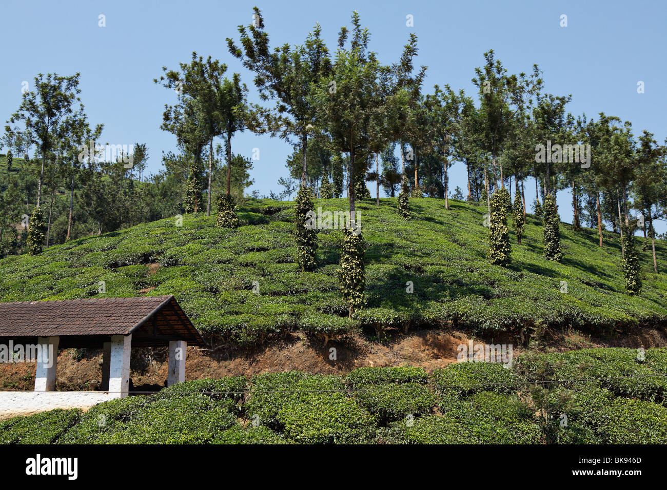 India kerala kumily plantation hi-res stock photography and images - Alamy