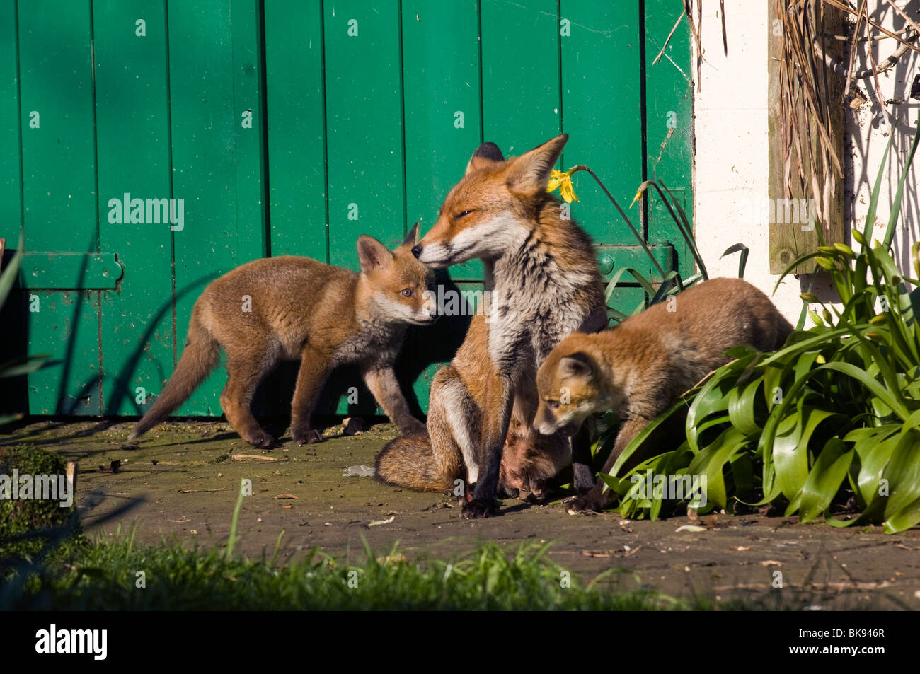 Playing fox cubs hi-res stock photography and images - Alamy