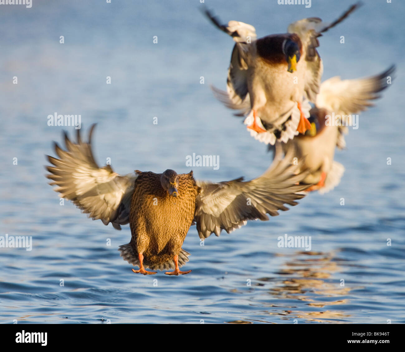 Mallards coming in to land at Priory Country Park, Bedford Stock Photo ...
