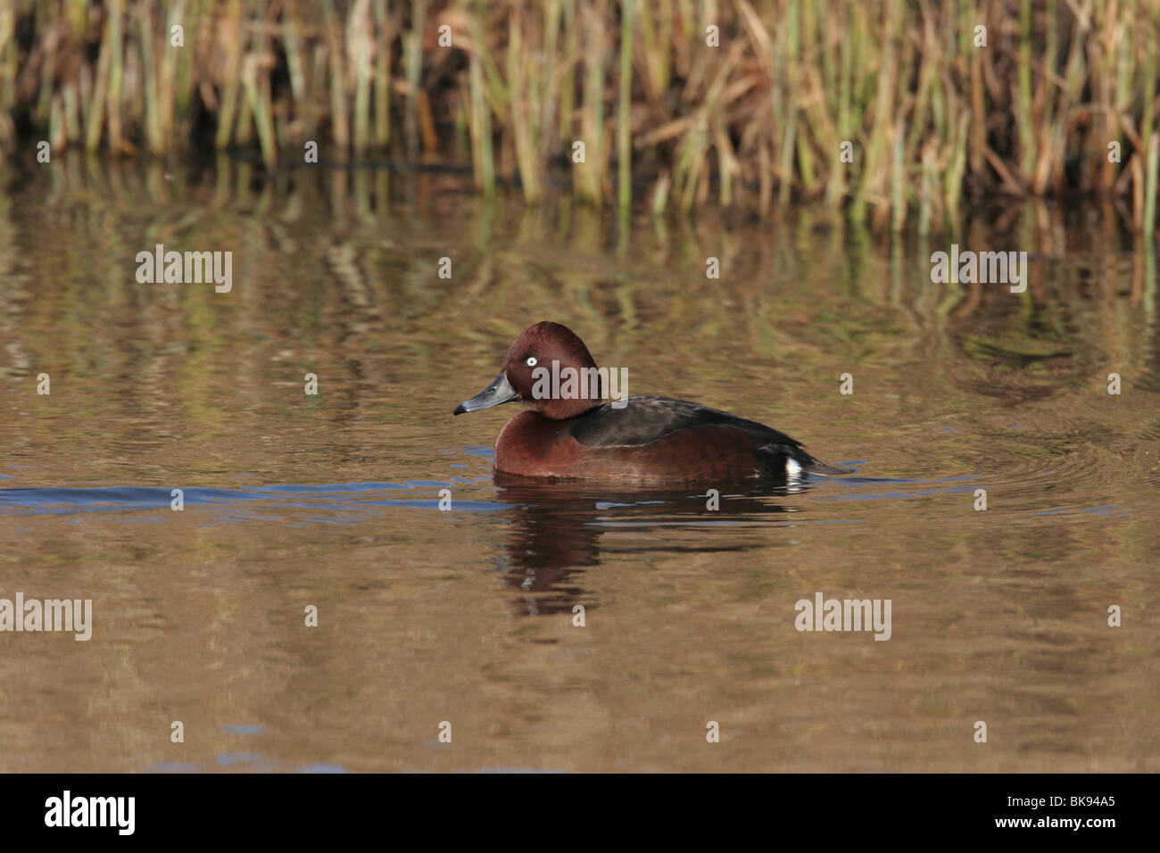 Ferruginous duck aythya nyroca adult male hi-res stock photography and ...