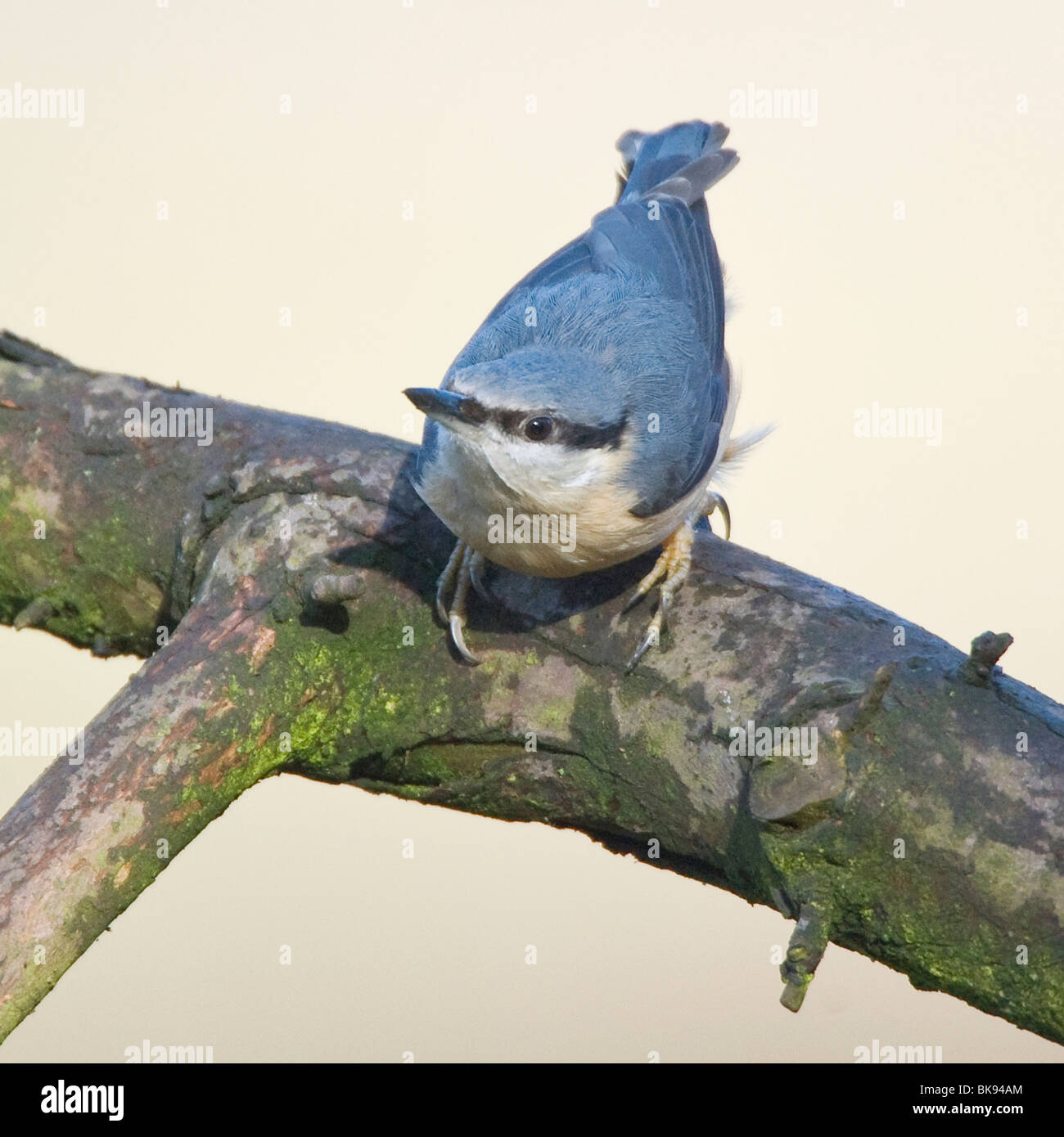 Rspb the lodge hi-res stock photography and images - Alamy