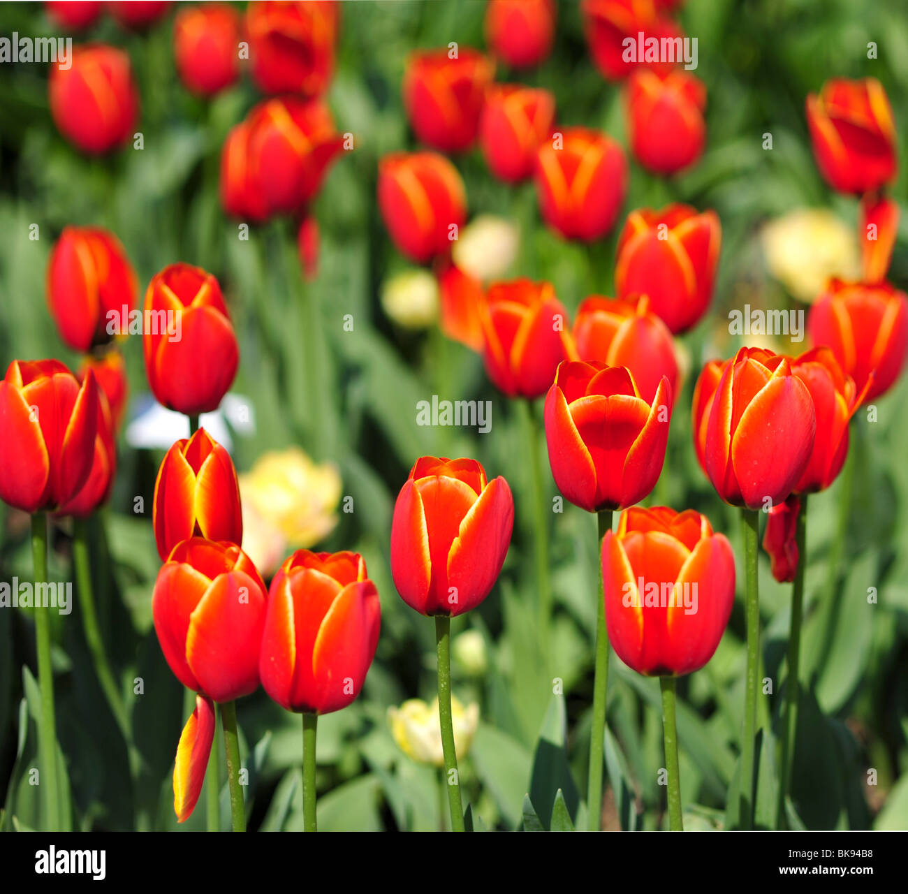 red tulips in Parc Floral, Paris France Stock Photo - Alamy