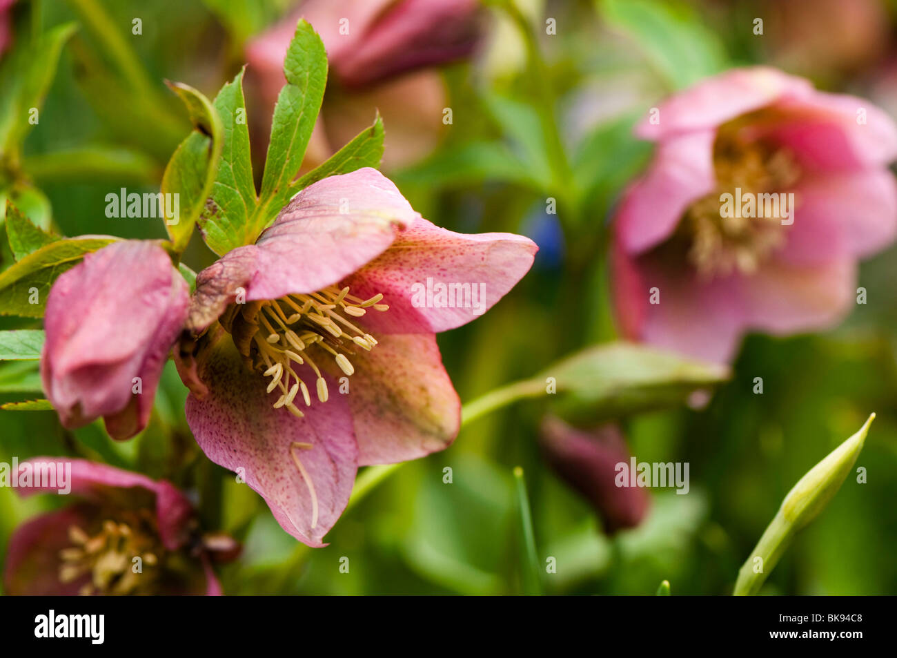 Helleborus garden centre hi-res stock photography and images - Alamy