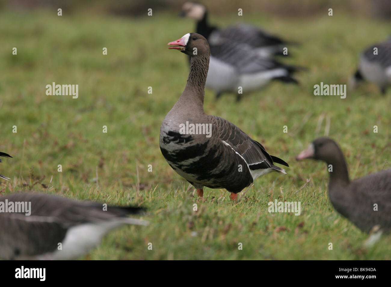 White fronted goose Stock Photo - Alamy