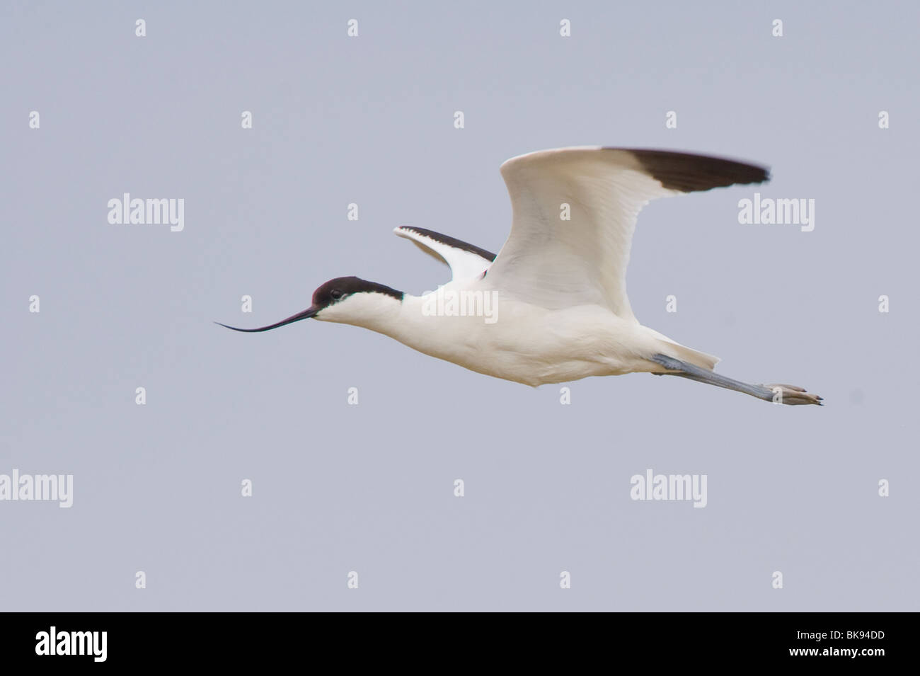 Avocet bird hi-res stock photography and images - Alamy