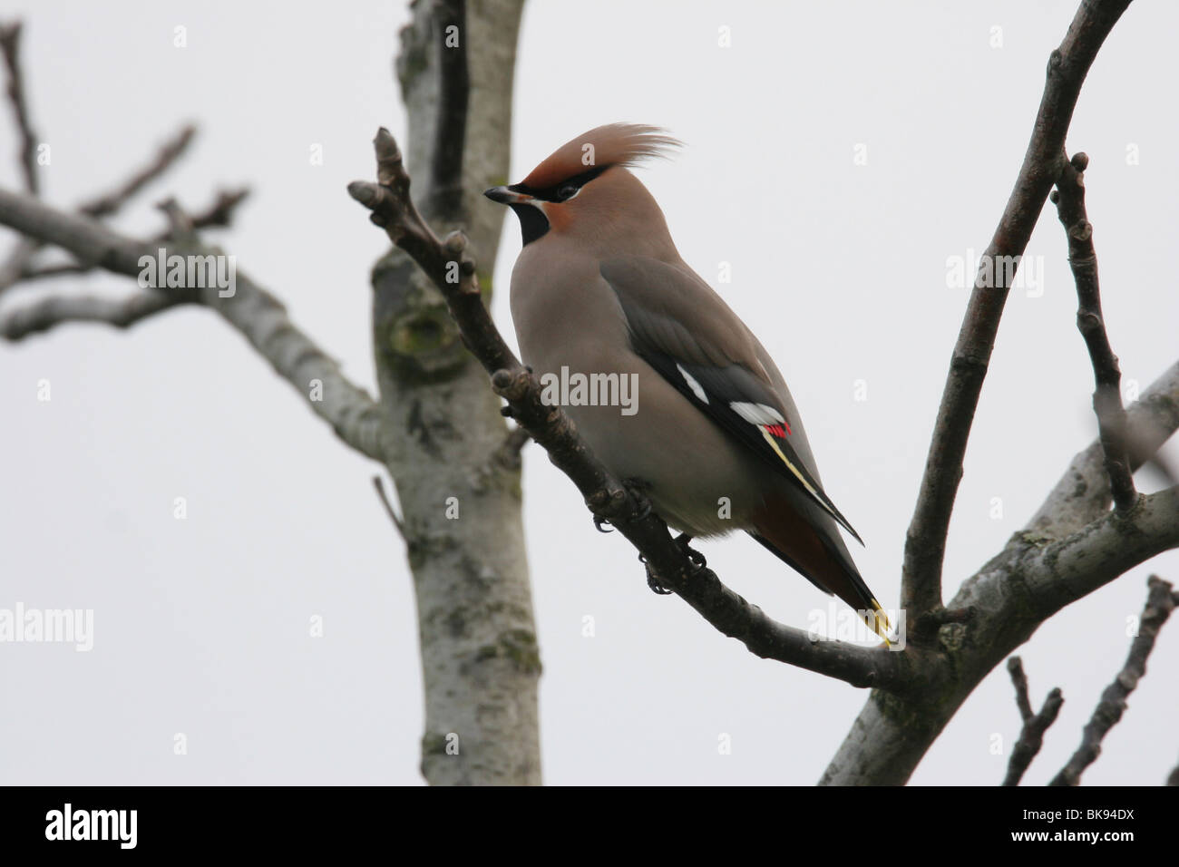 Waxwing invasion hi-res stock photography and images - Alamy