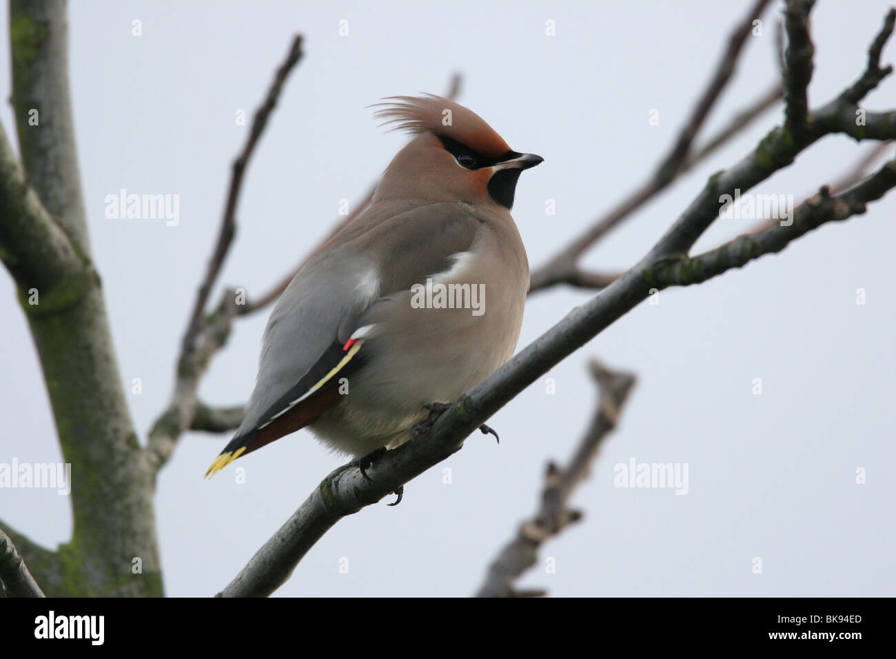 Waxwing invasion hi-res stock photography and images - Alamy