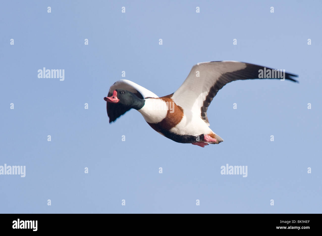 Common Shelduck in flight Stock Photo - Alamy