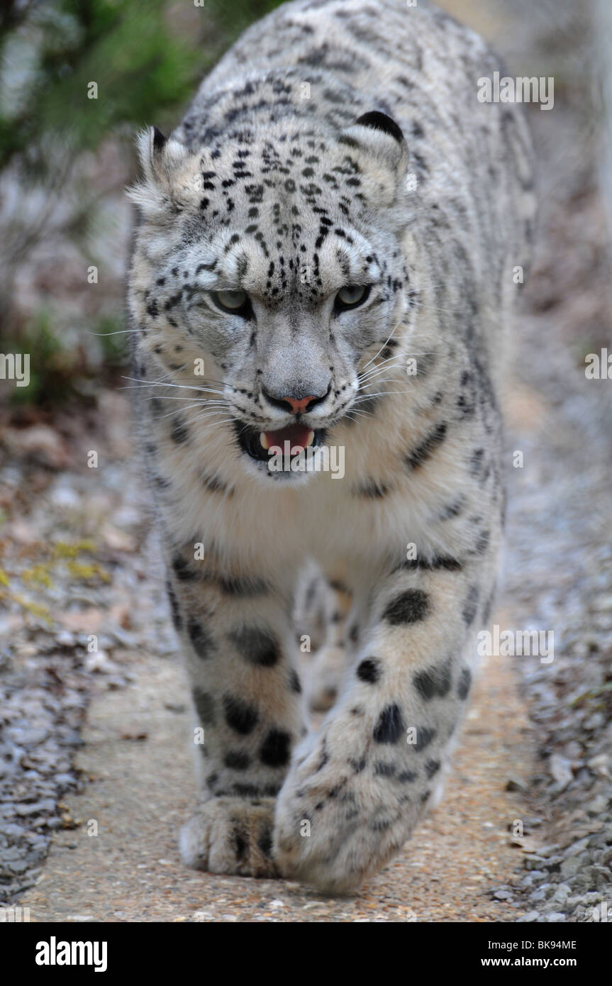 Female snow leopard Stock Photo - Alamy