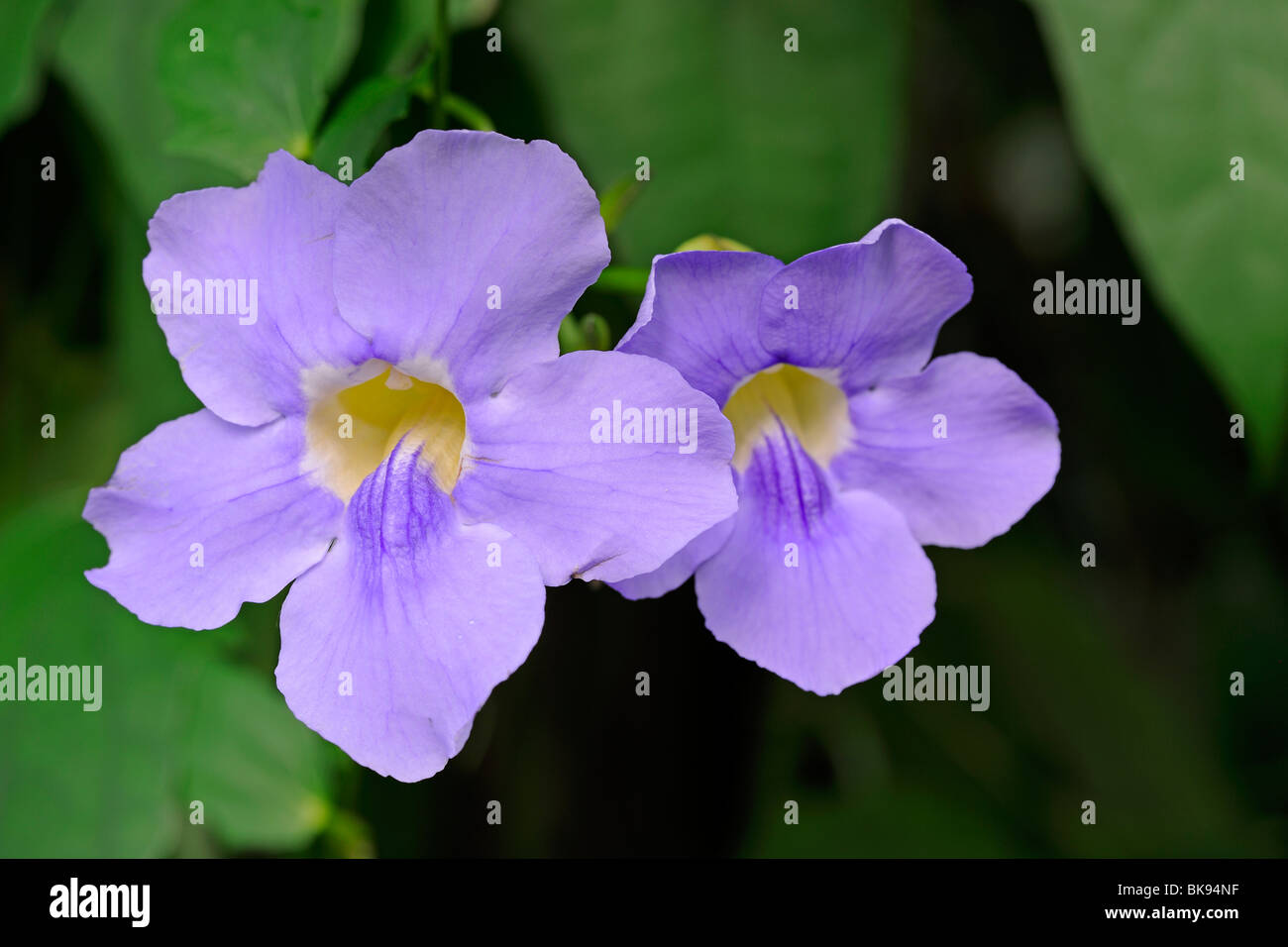 Laurel clock vine or Blue trumpet vine (Thunbergia laurifolia ...