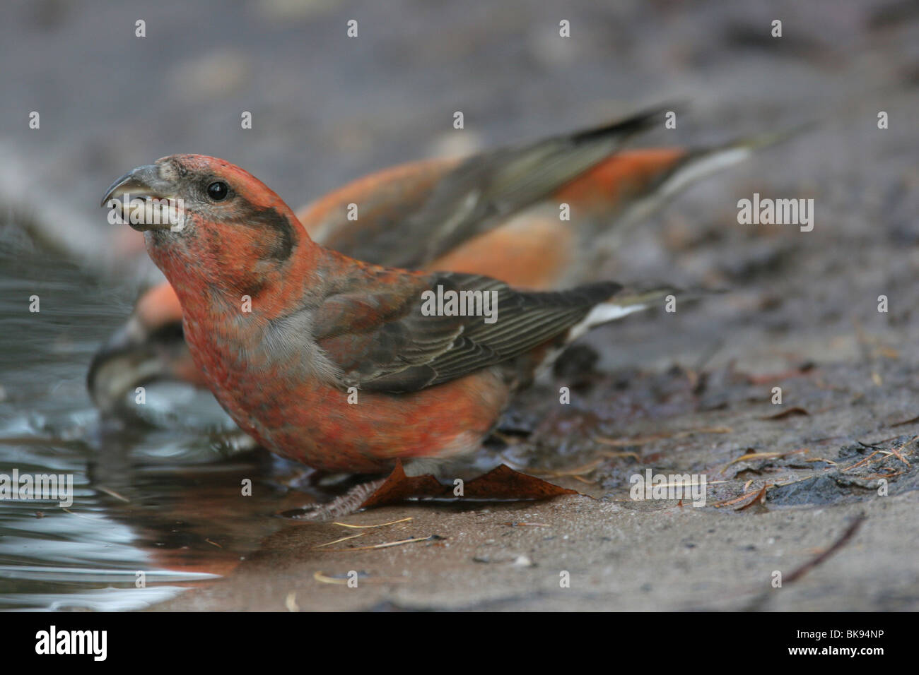 Crossbills hi-res stock photography and images - Alamy