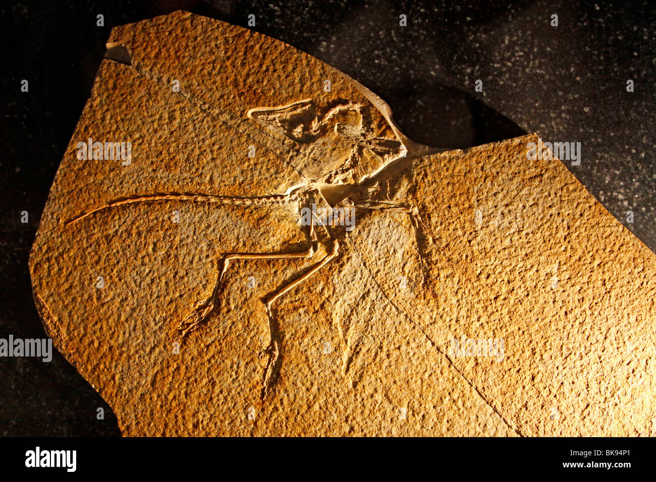 Original bird, Archeopteryx, fossil, 150 million years old, Jura-Museum ...