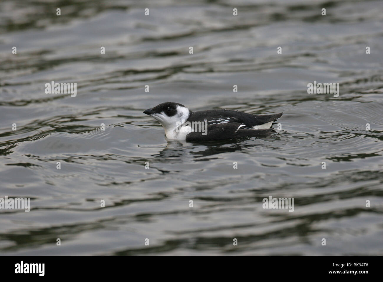 swimming Little Auk Stock Photo - Alamy