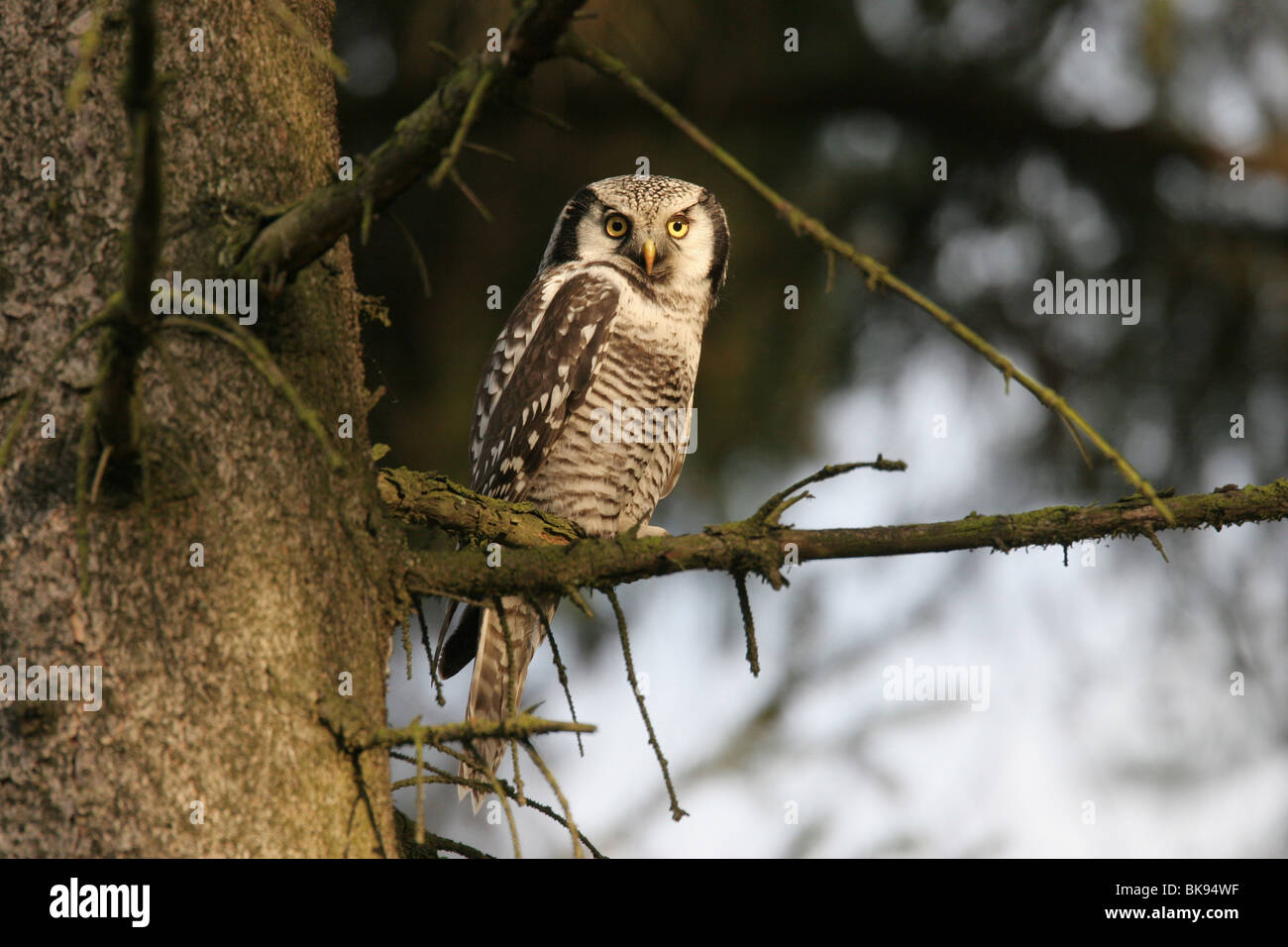 Northern Hawk Owl Stock Photo - Alamy