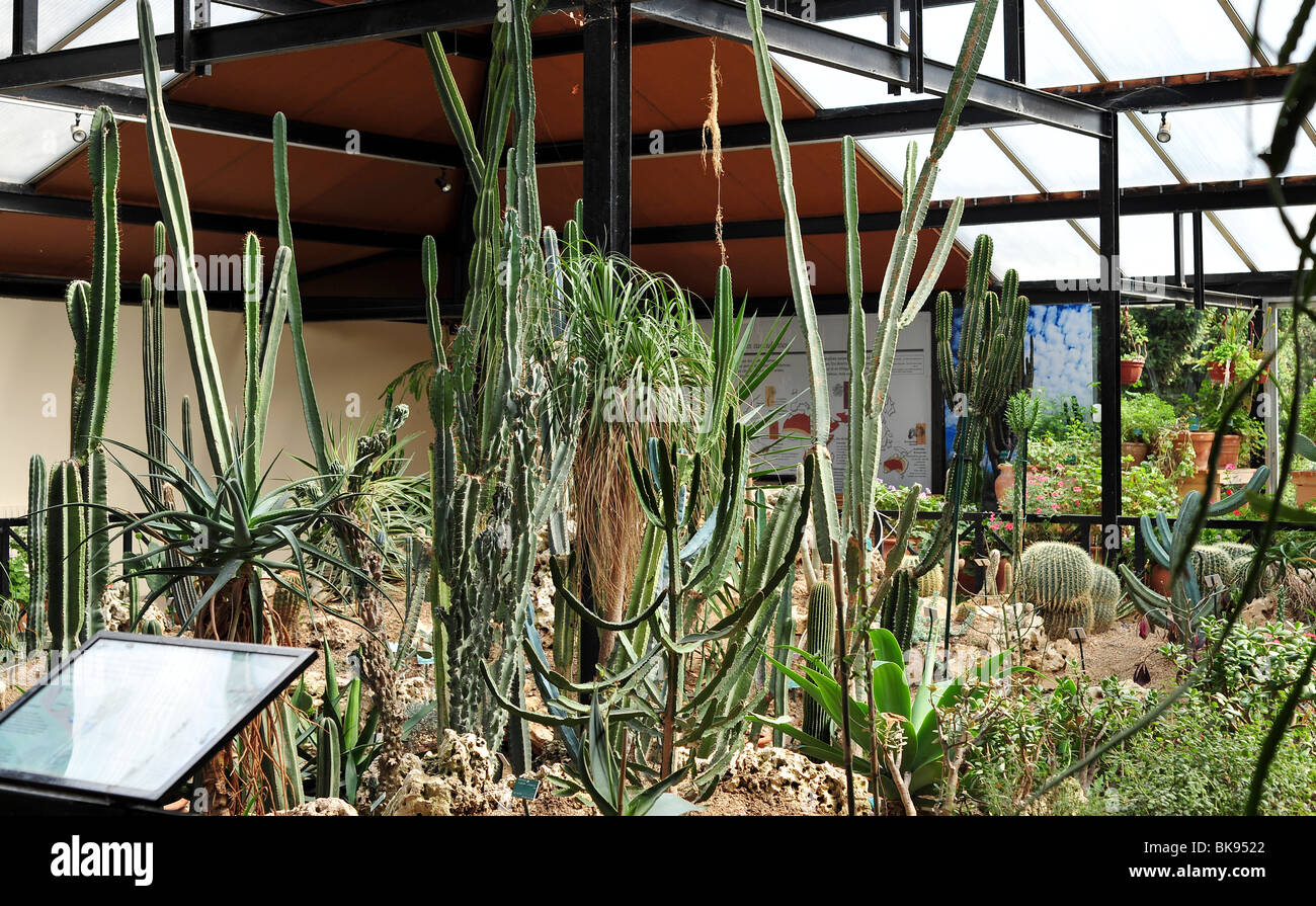cactus greenhouse Stock Photo - Alamy