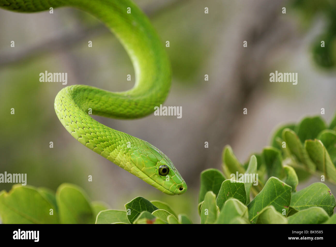 Green Mamba Vs Boomslang