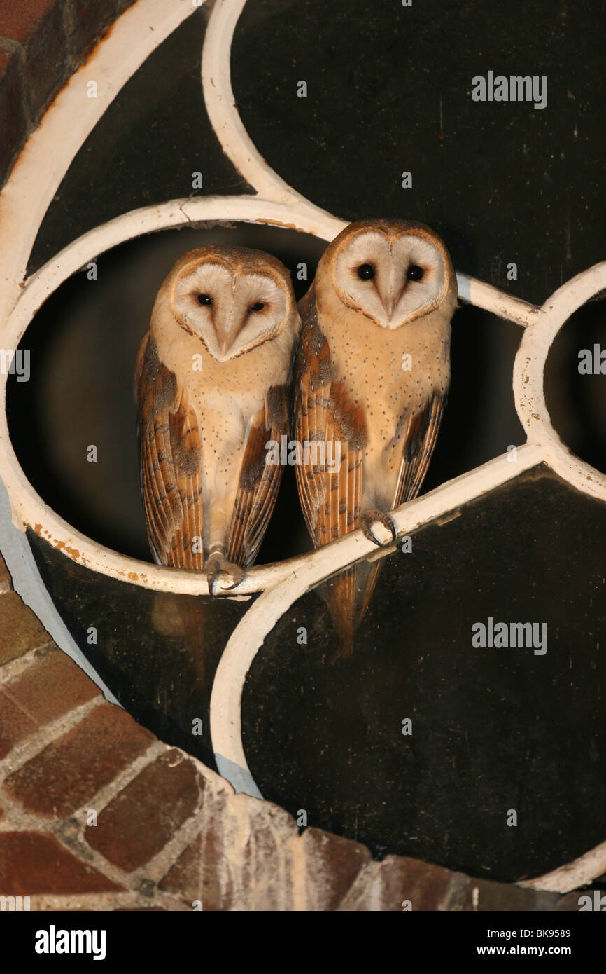 2 barn owls Stock Photo - Alamy