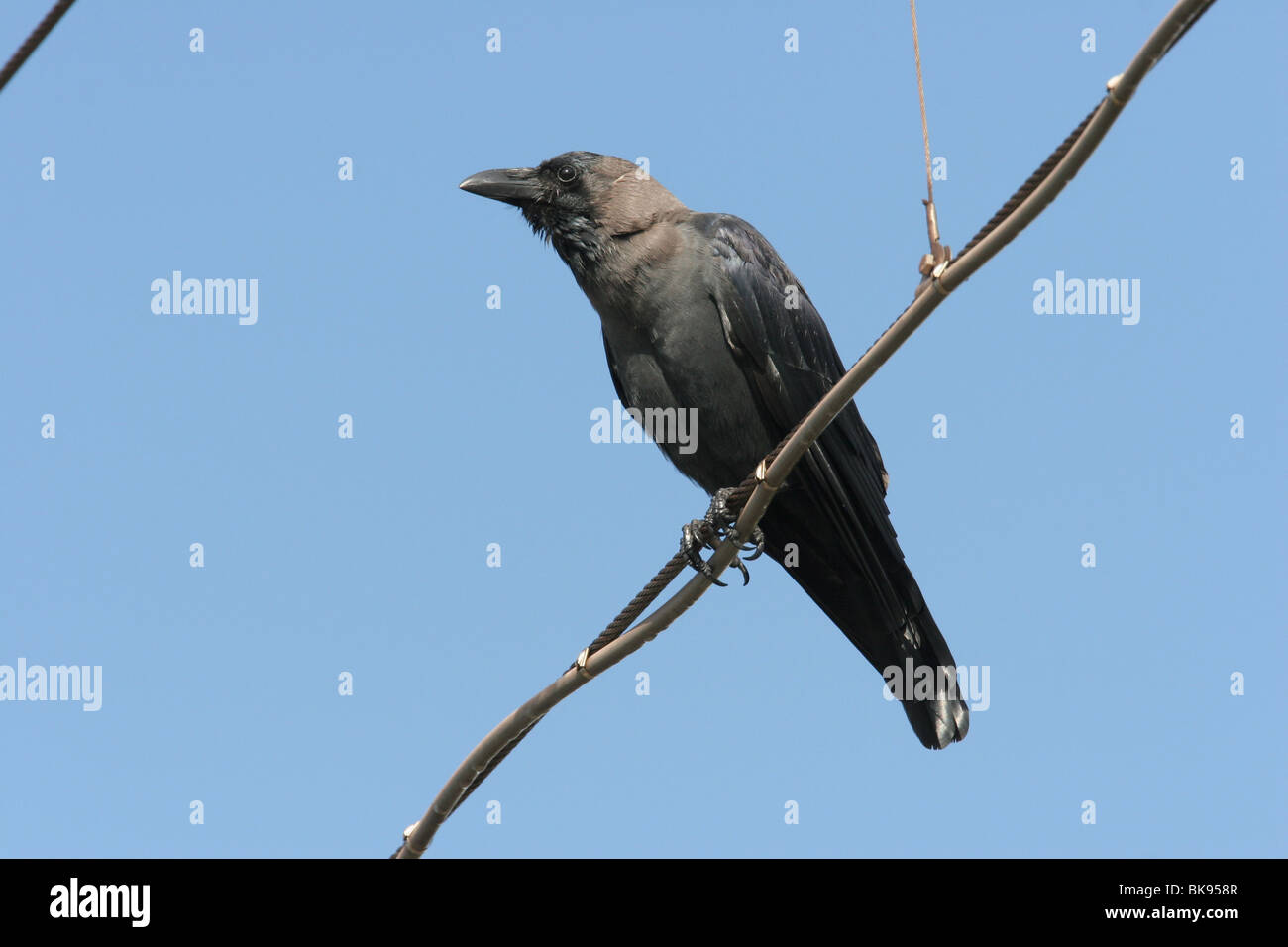 House crow on a cable Stock Photo - Alamy