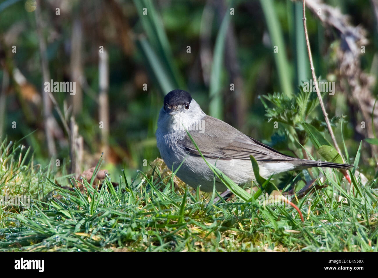 Male blackcap hi-res stock photography and images - Alamy
