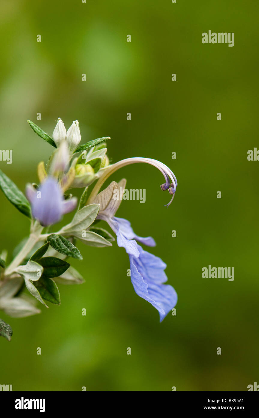 Close up of a Tree Germander, Teucrium fruticans, in bloom inside the ...