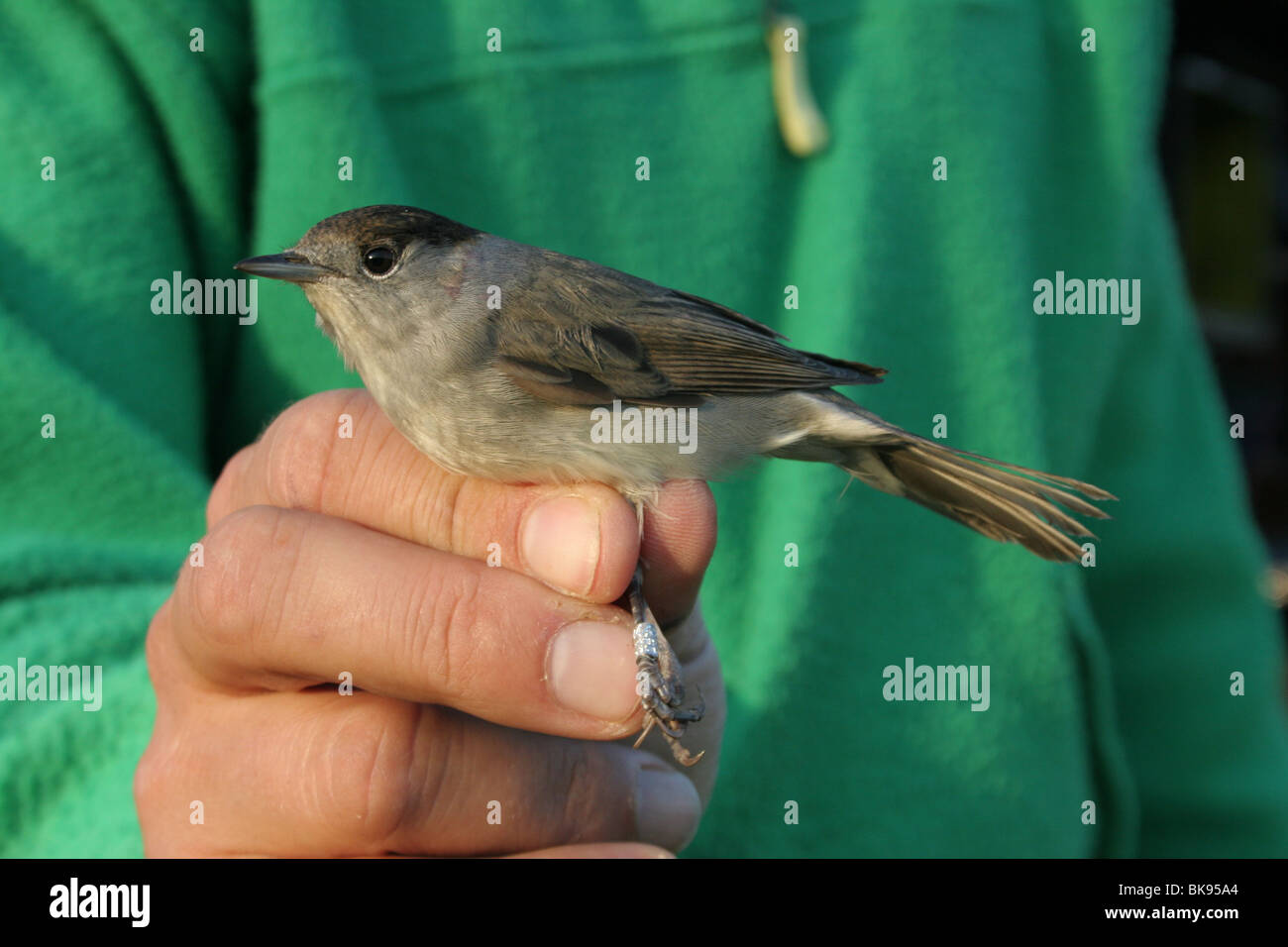 Man catching birds hi-res stock photography and images - Alamy