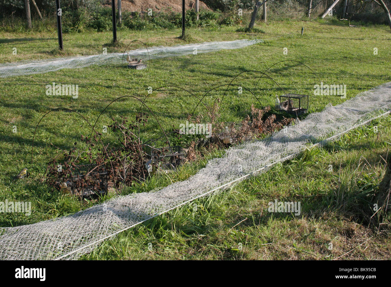 Net for catching birds hi-res stock photography and images - Alamy