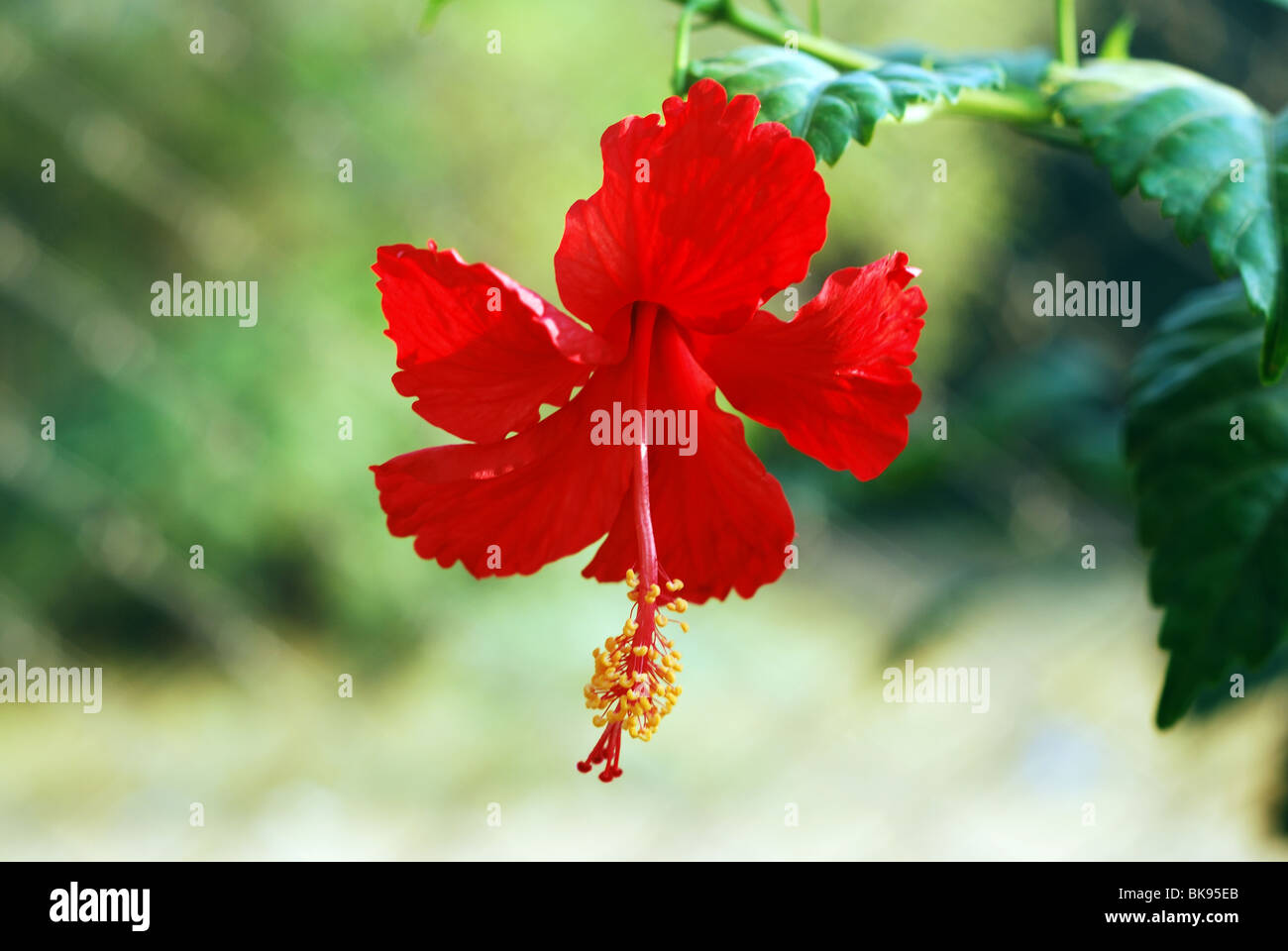 Shoe flower hi-res stock photography and images - Alamy