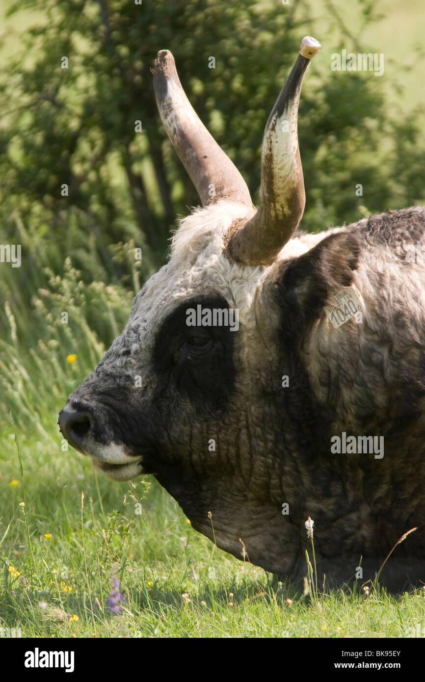 Portrait of a longhorned bull of Hungarian Grey Cattle Stock Photo - Alamy