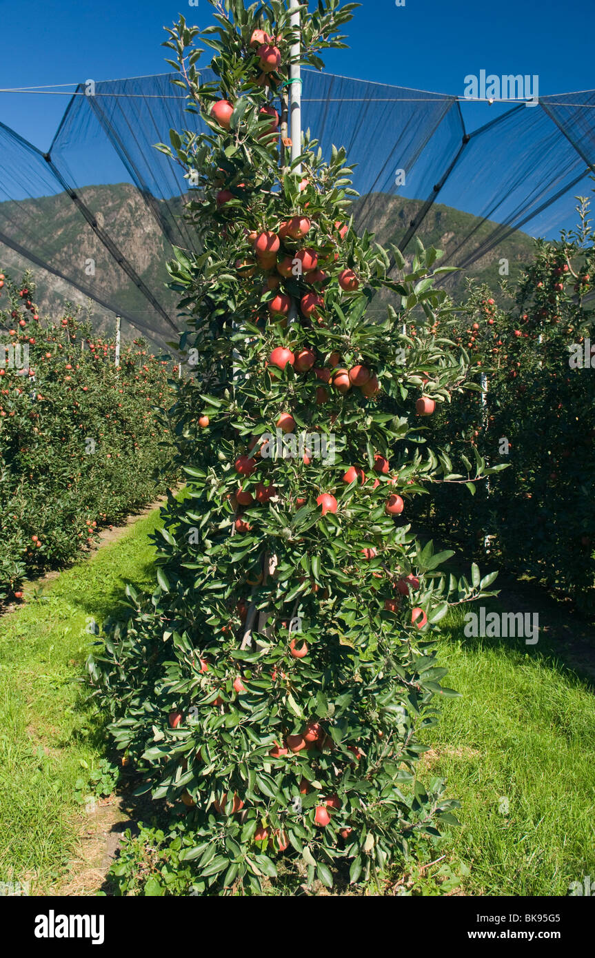 Vilpiano hi-res stock photography and images - Alamy