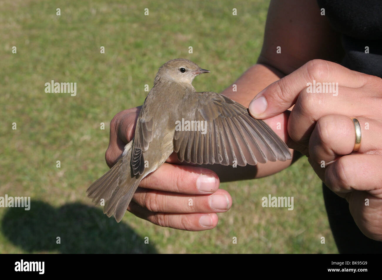 Warber bird hi-res stock photography and images - Alamy