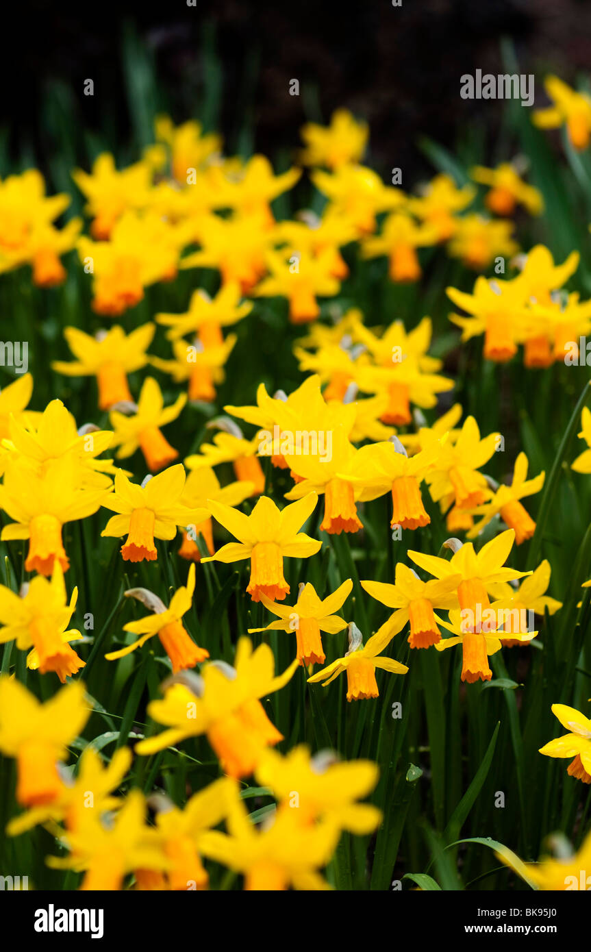 Jetfire daffodils hi-res stock photography and images - Alamy