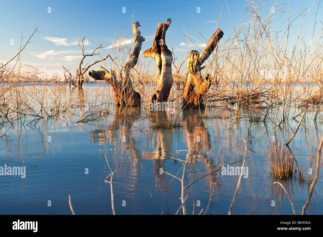 Pamamaroo hi-res stock photography and images - Alamy