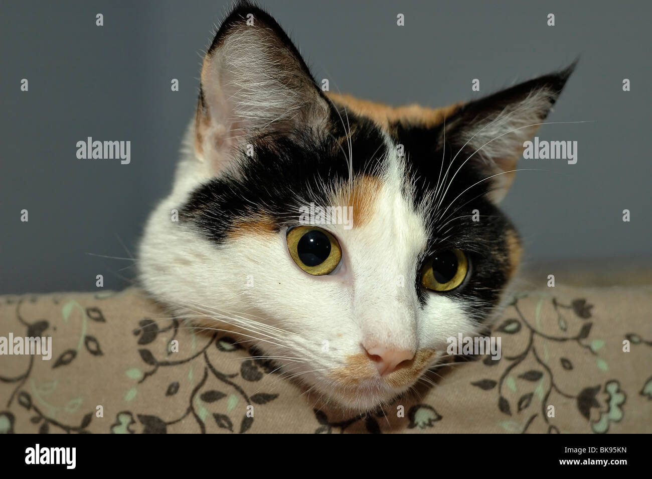 Calico cat hi-res stock photography and images - Alamy