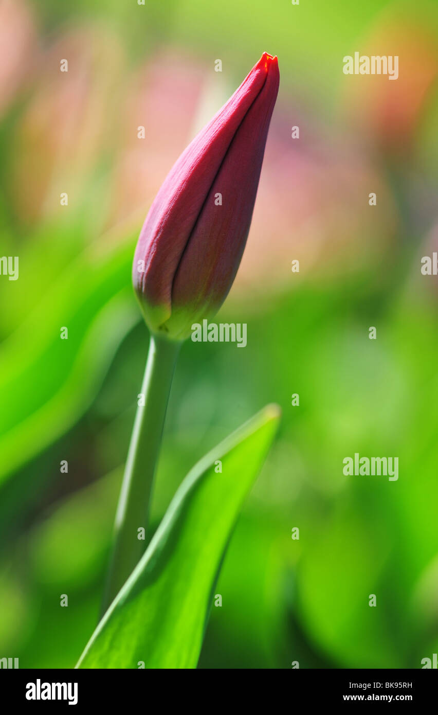 Jan reus tulip hi-res stock photography and images - Alamy