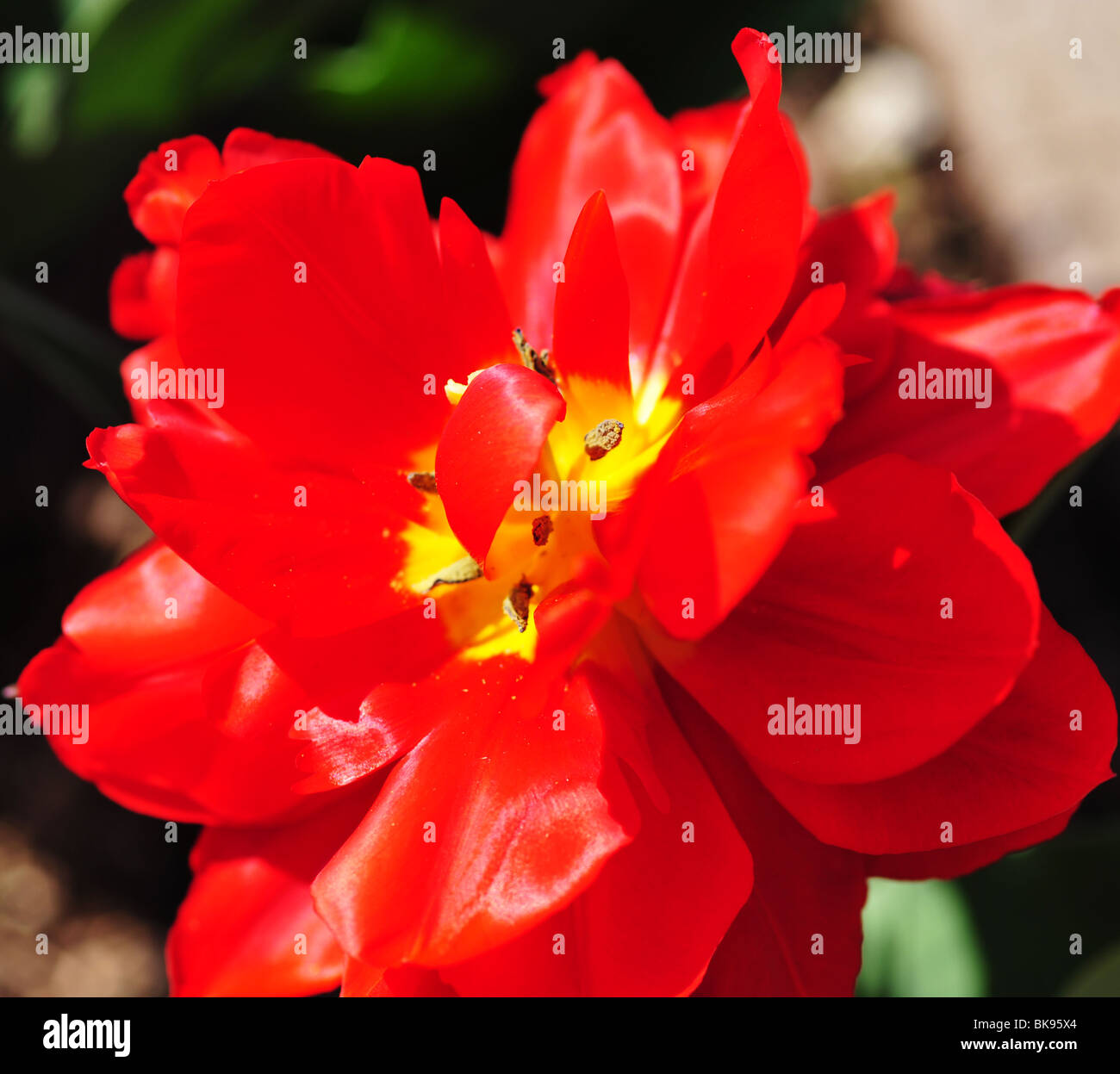 Tulipa abba hi-res stock photography and images - Alamy