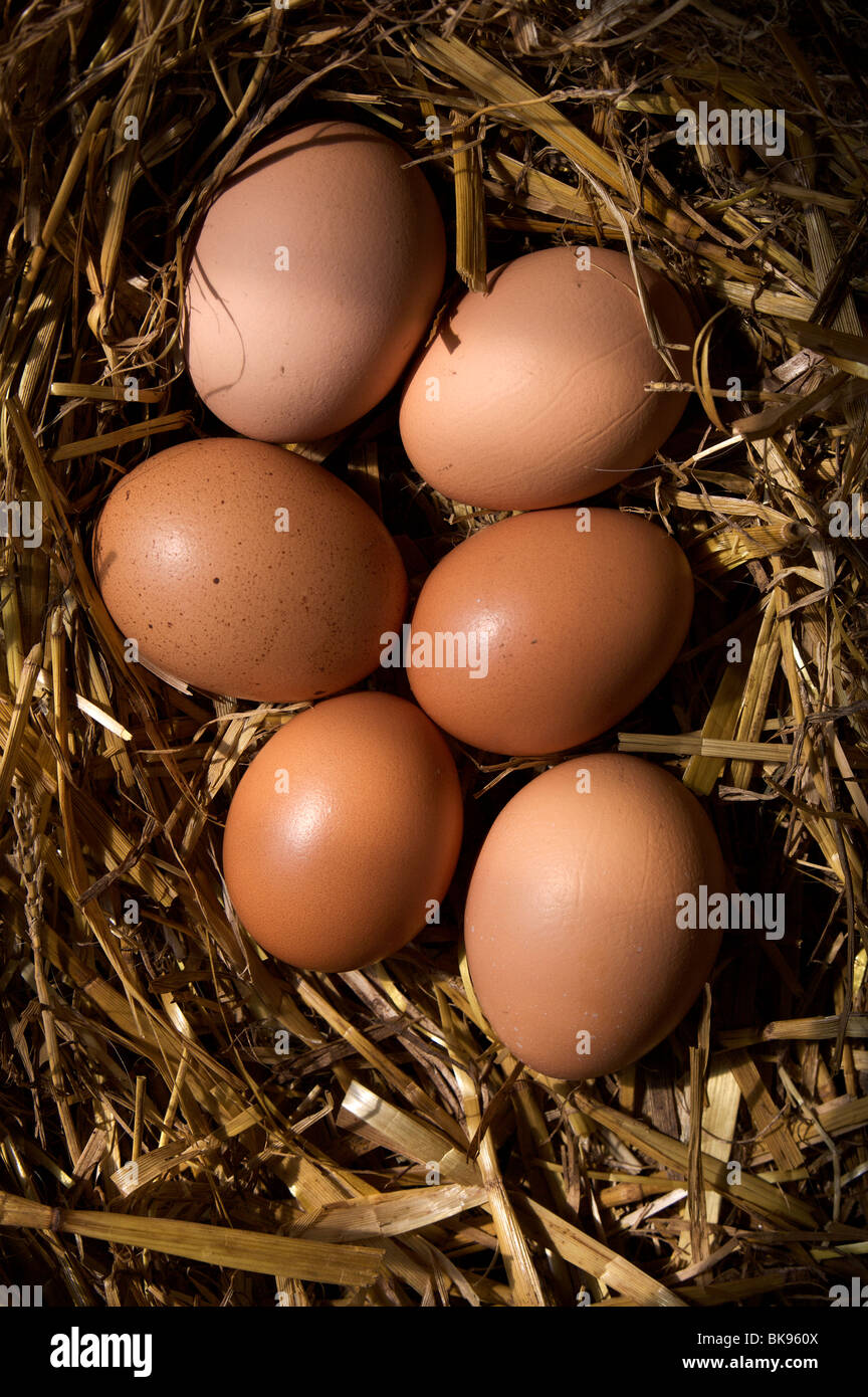Free Range Eggs Stock Photo - Alamy