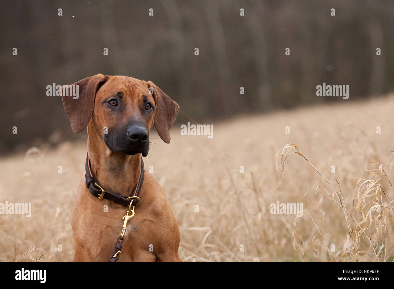 Rhodesian Ridgeback Portrait Stock Photo - Alamy