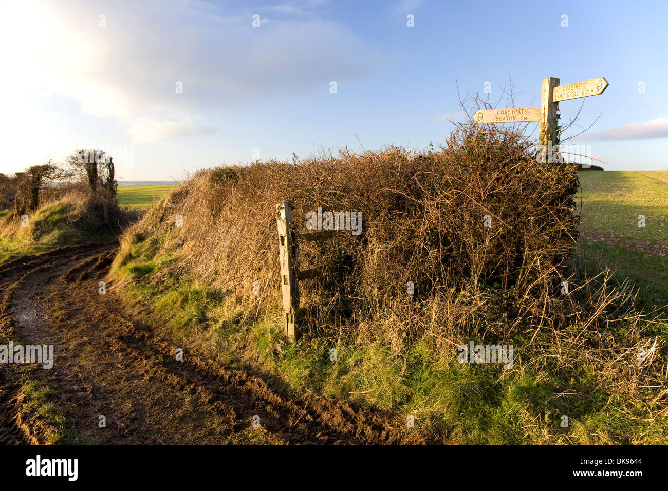 Devon coastal path near Axmouth Stock Photo - Alamy